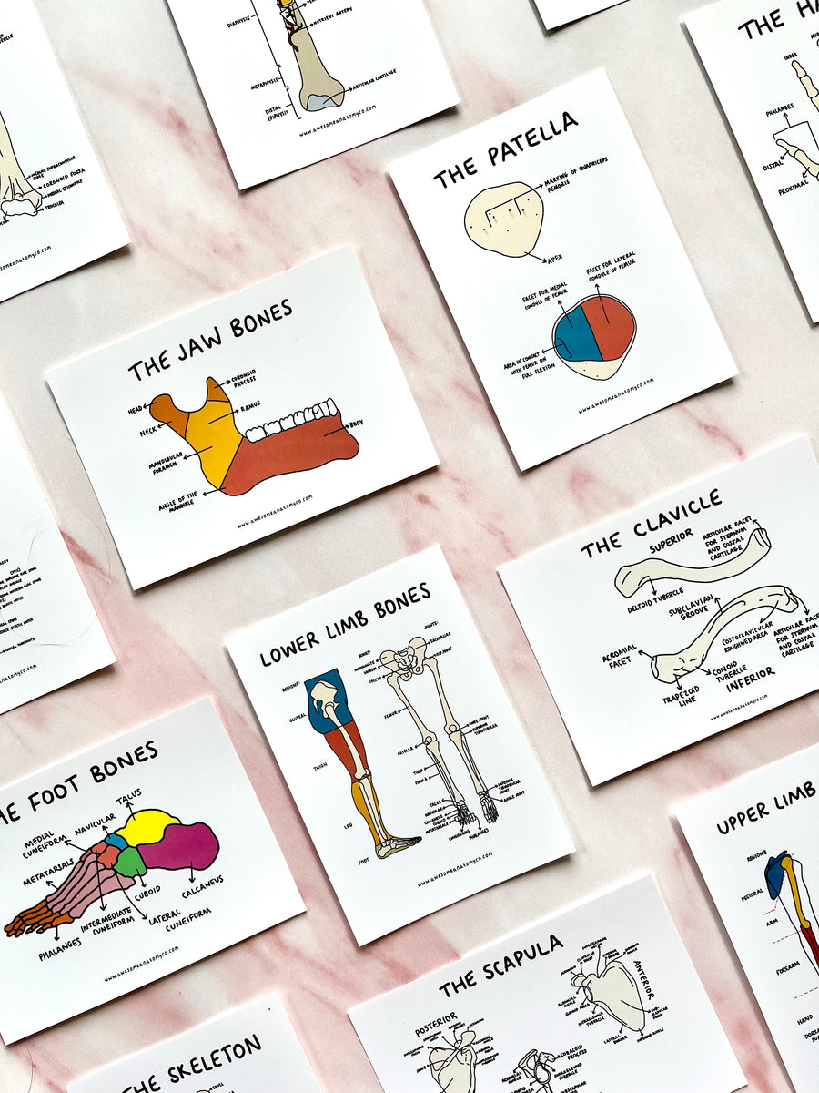 Set of Illustrated Anatomical Bone Flashcards A6 // Revision, Set, Stu ...