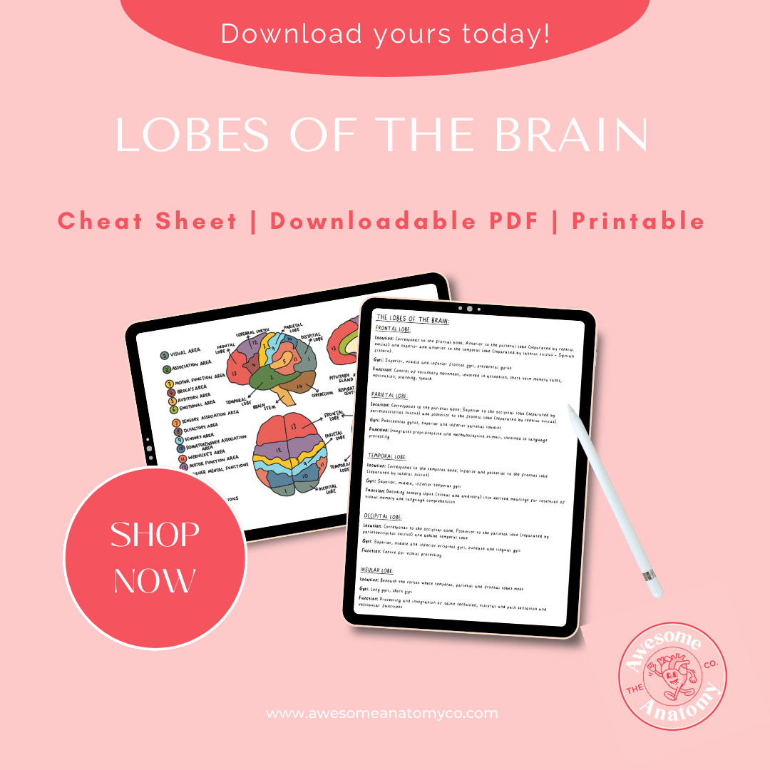 PDF A4 Cheat Sheet Lobes Of The Brain Digital Download – The Awesome ...