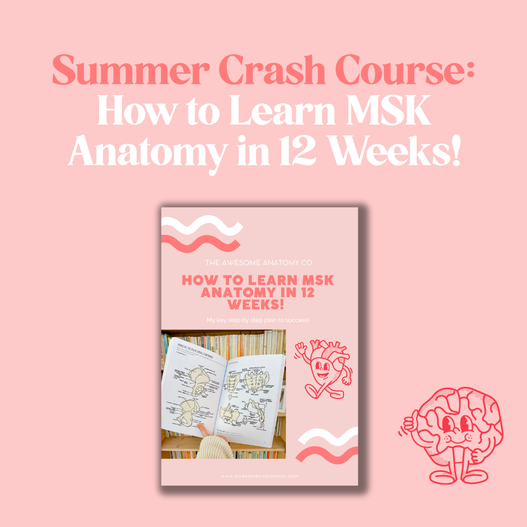 SUMMER CRASH COURSE: How to learn MSK anatomy in 12 weeks! – The ...
