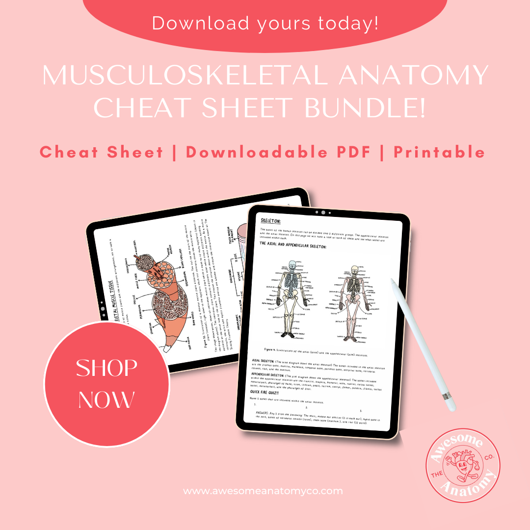 NEW BUNDLE! PDF A4 Cheat Sheet Bundle Musculoskeletal Anatomy Digital ...