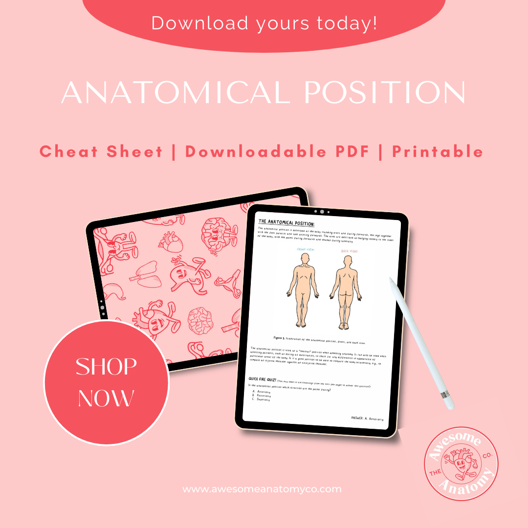 PDF A4 Cheat Sheet Anatomical Position Digital Download – The Awesome ...