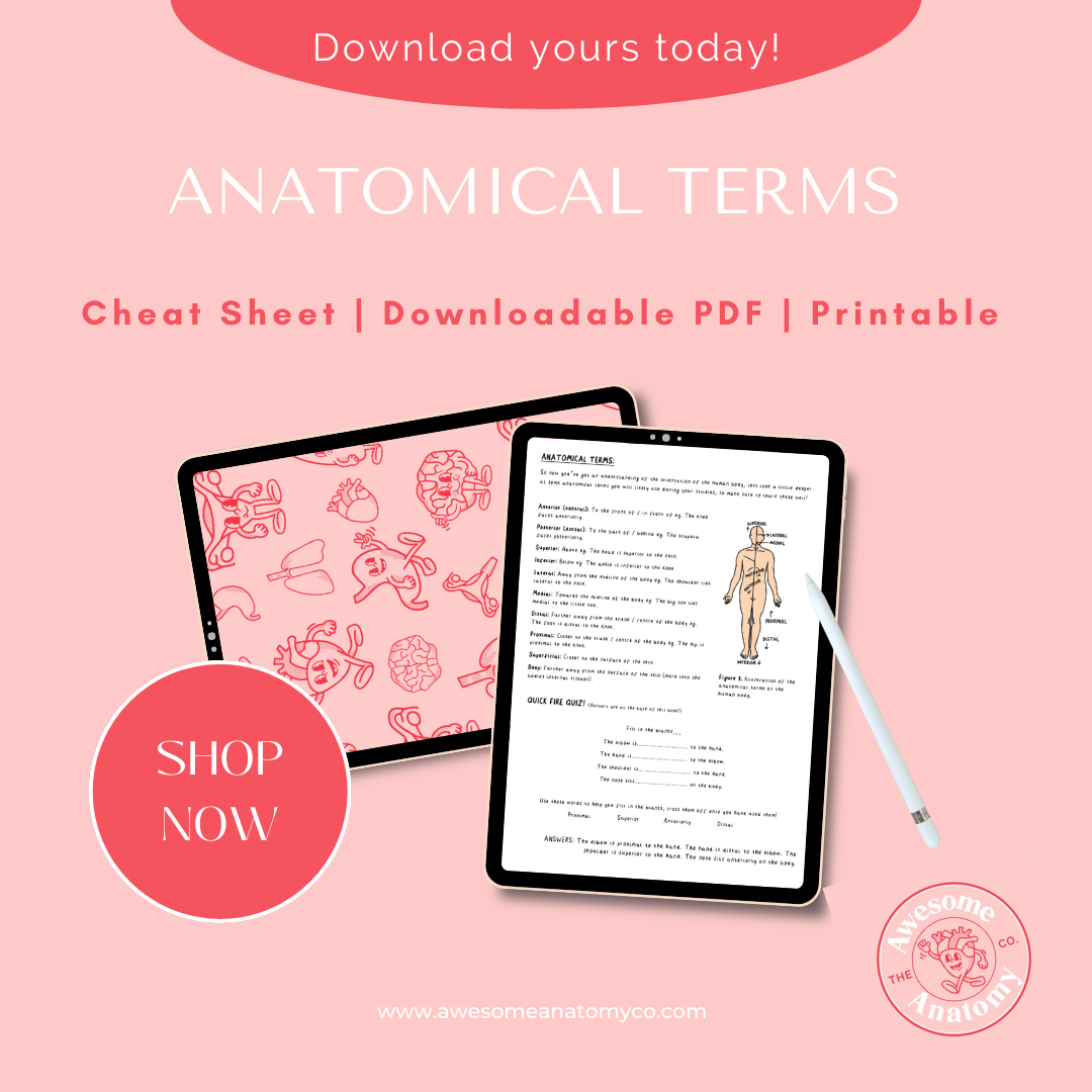 PDF A4 Cheat Sheet Anatomical and Movement Terminology Digital Downloa ...
