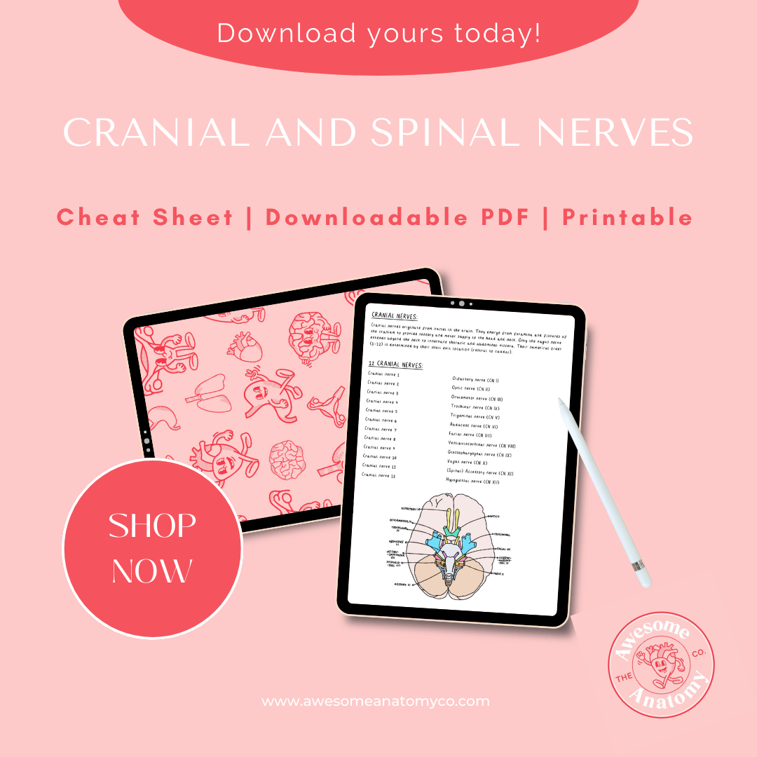 PDF A4 Cheat Sheet Cranial and Spinal Nerves Digital Download – The ...