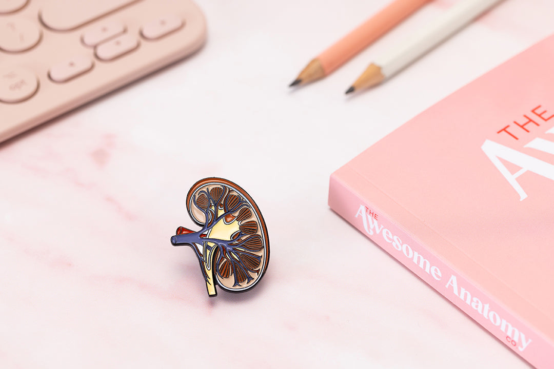 Kidney Soft Enamel Detailed Pin 35mm – The Awesome Anatomy Company