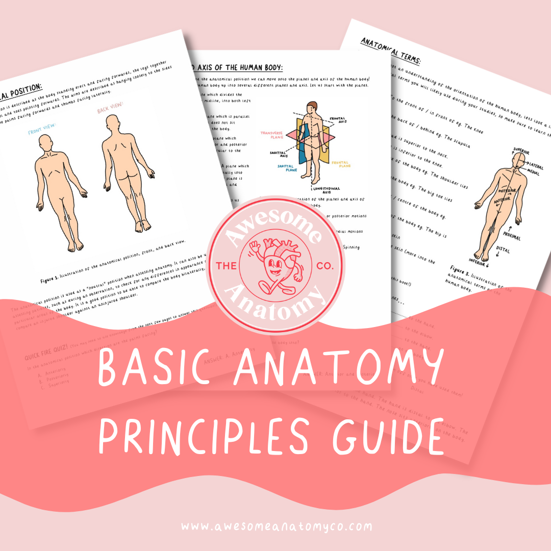 Basic Anatomy Principles Guide – The Awesome Anatomy Company